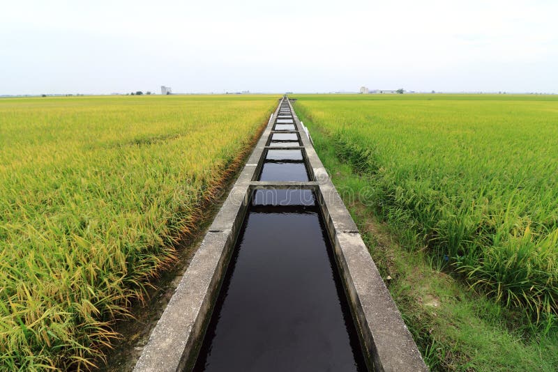 Paddy Field And Irrigation Canal Stock Image - Image of cyanobacteria ...