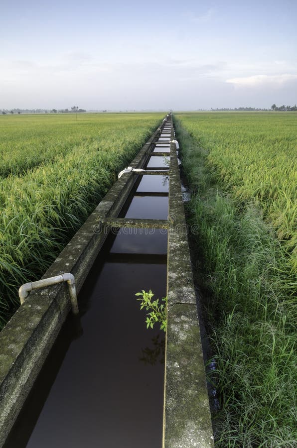 Paddy field irrigation stock photo. Image of farmland - 62723482