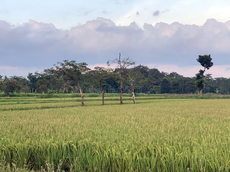 Paddy Field in Java, Indonesia Stock Image - Image of countryside, rice ...