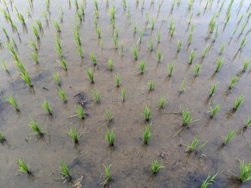 Paddy Field in Kerala, India. Stock Photo - Image of harvest, estate ...
