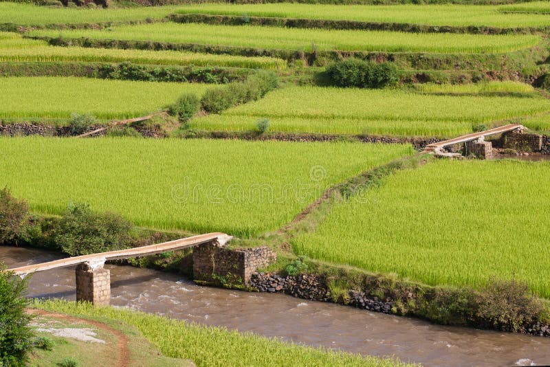 Paddy field landscape stock image. Image of agriculture - 15542667