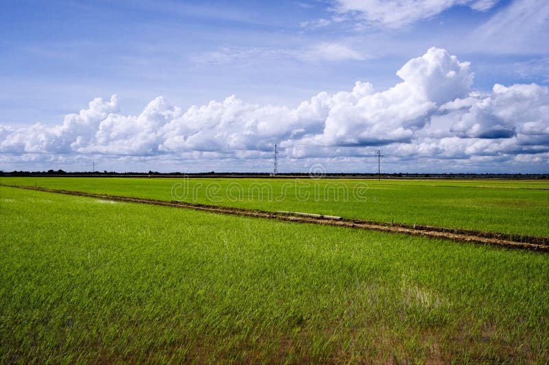 Paddy Field Landscape stock image. Image of countryside - 920033