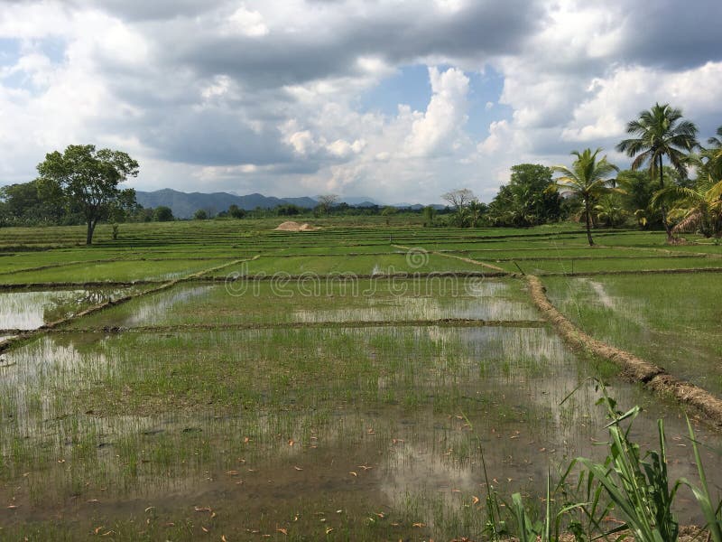 Paddy field landscape stock image. Image of paddy, clouds - 73850683