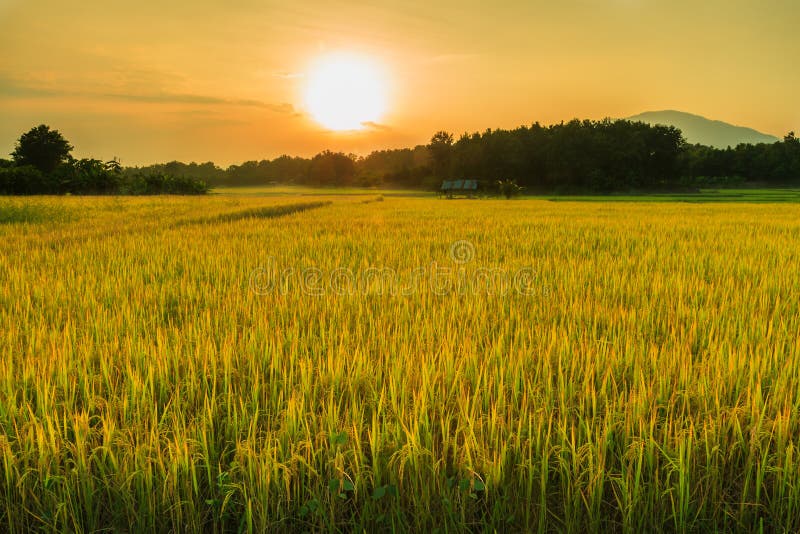 Paddy field with the light stock image. Image of plants - 46015887