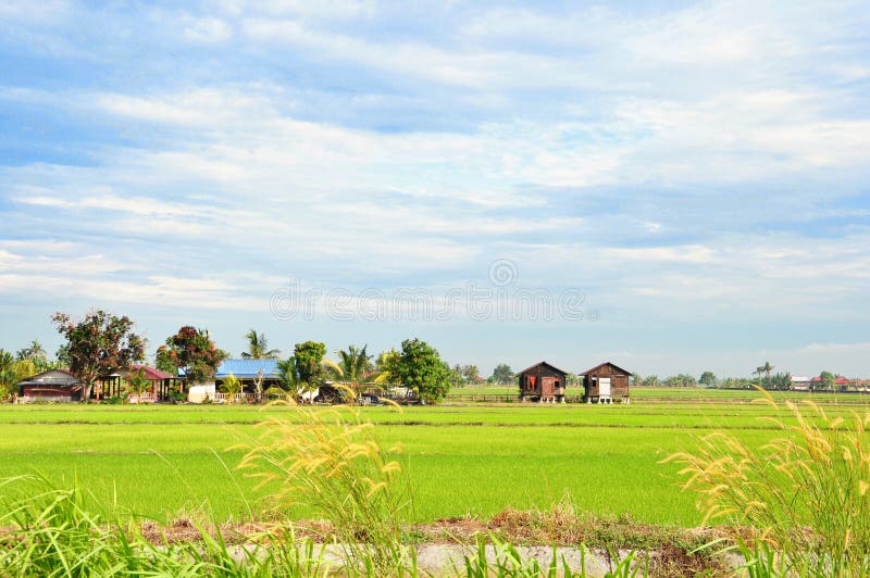 Paddy Field stock image. Image of field, local, calm - 30339799