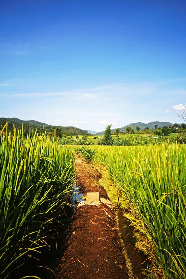 Paddy field stock photo. Image of green, path, asia, east - 43208874