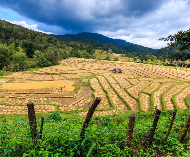 Paddy Field or Stepped Rice Field Stock Image - Image of landmark ...