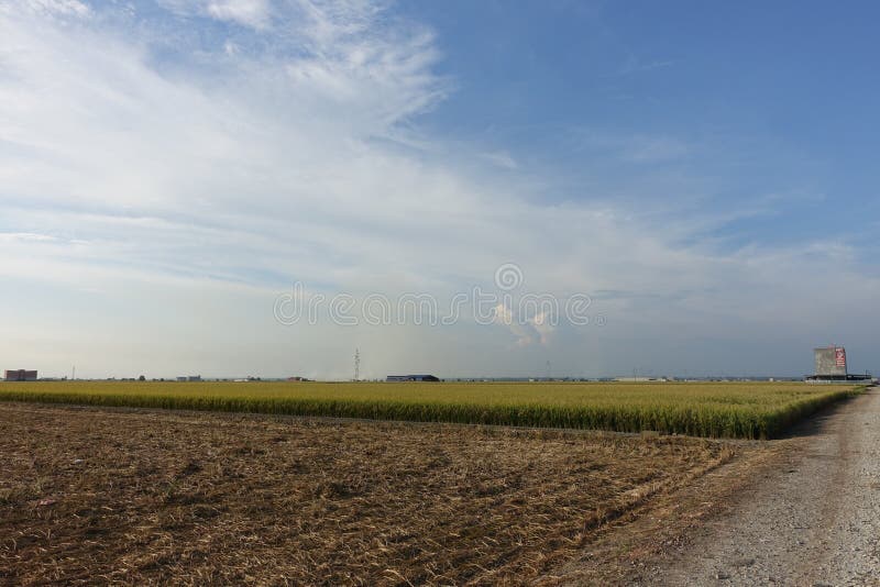 Paddy Field in Malaysia stock photo. Image of farming - 94848528