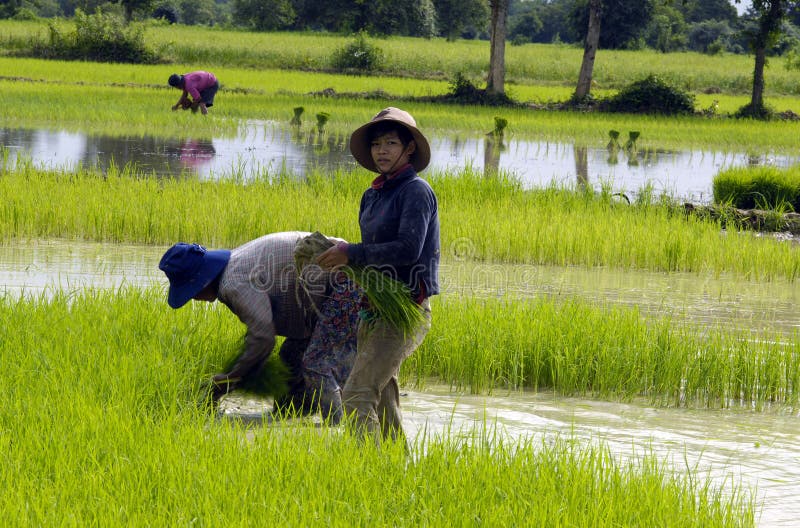 Paddy FIELD /man-made Methane Sources Editorial Stock Image - Image of ...