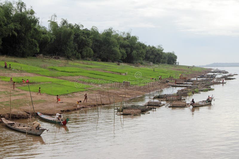 Paddy Field on Mekong Riverbank Editorial Photography - Image of food ...