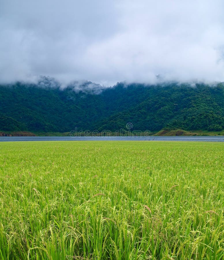 Paddy Field with Misty Mountain Stock Photo - Image of asia ...