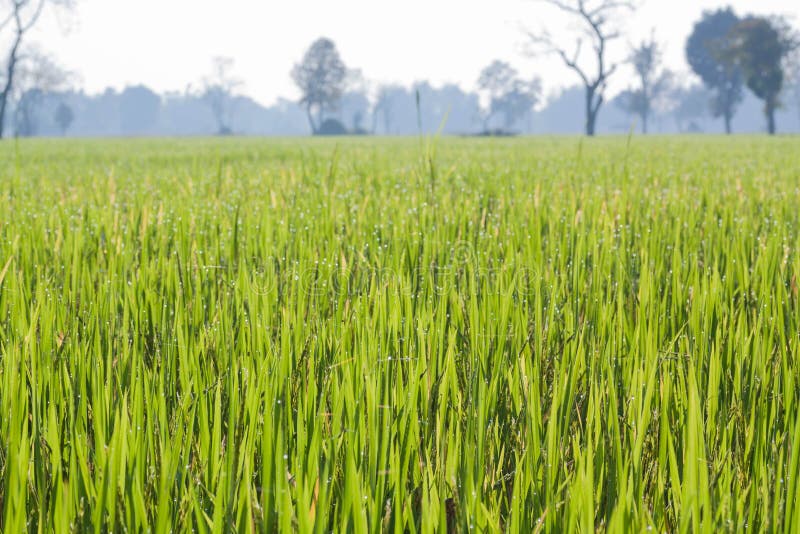 Paddy stock image. Image of field, green, rural, homegrown - 36694181