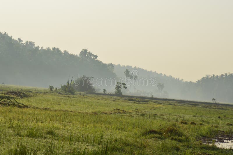 Paddy Field a Morning View with Mist Stock Photo - Image of morning ...
