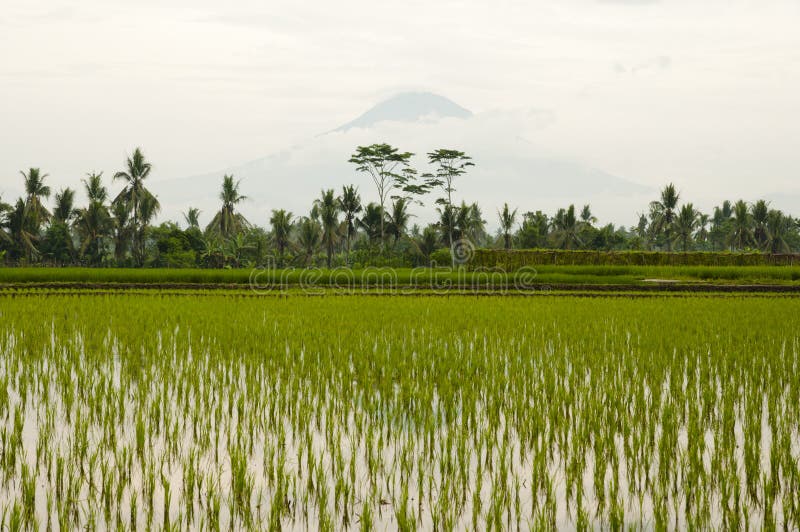 Rice Paddy Tiller stock photo. Image of green, asia - 164404382