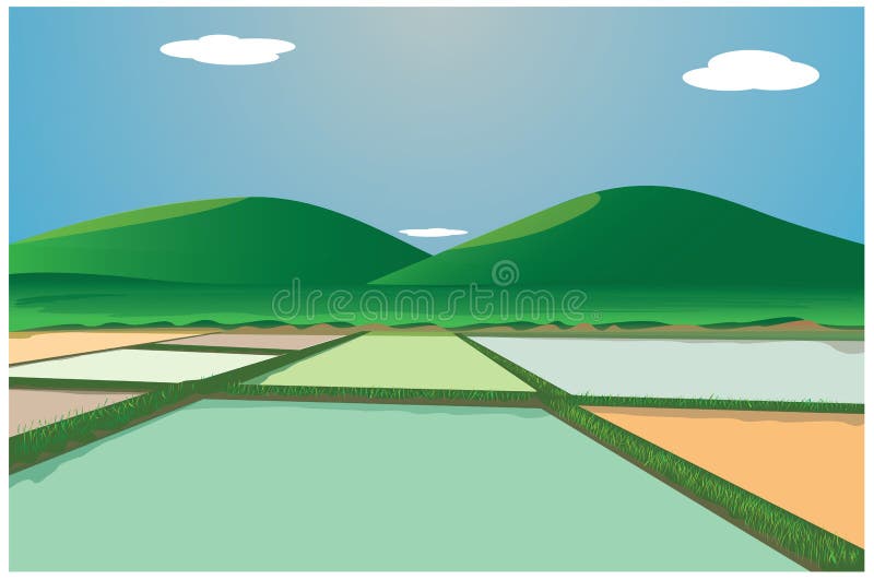 Paddy field stock illustration. Illustration of field - 75657950