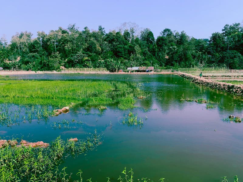 Paddy Field in North East India Stock Photo - Image of mountains ...