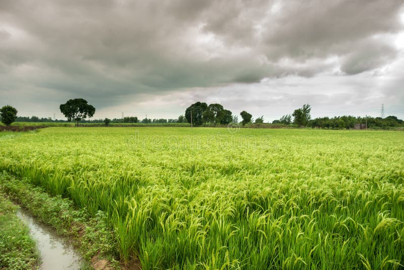 Paddy Field stock image. Image of cultivated, food, dark - 33187027