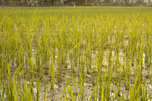 Paddy Field at Nursery Stage Stock Image - Image of agriculturalist ...