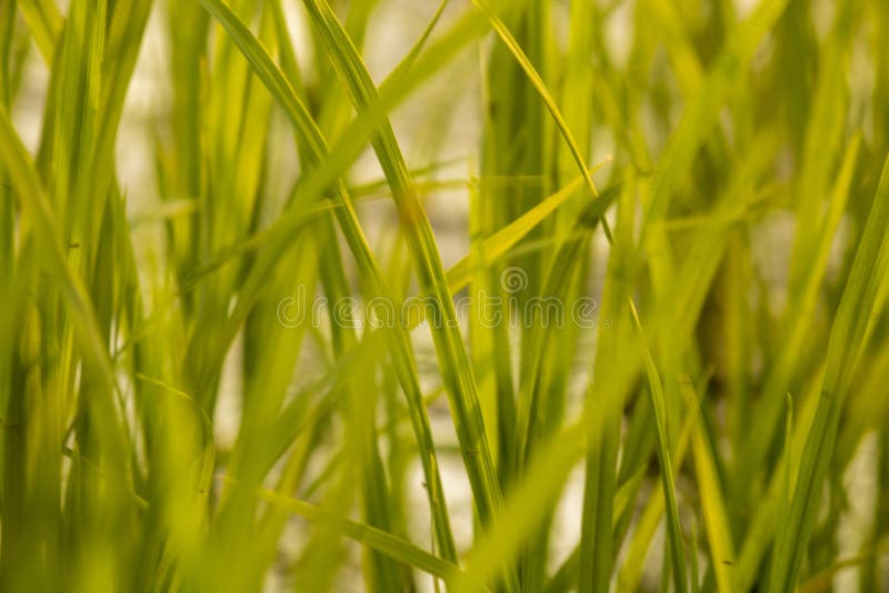 Paddy Field at Nursery Stage Stock Image - Image of season, countryside ...