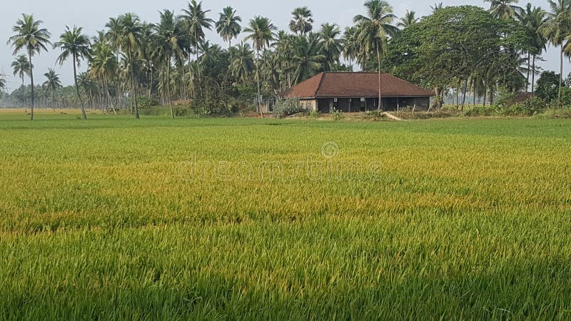 Paddy field stock image. Image of southindia, rural, field - 98151661