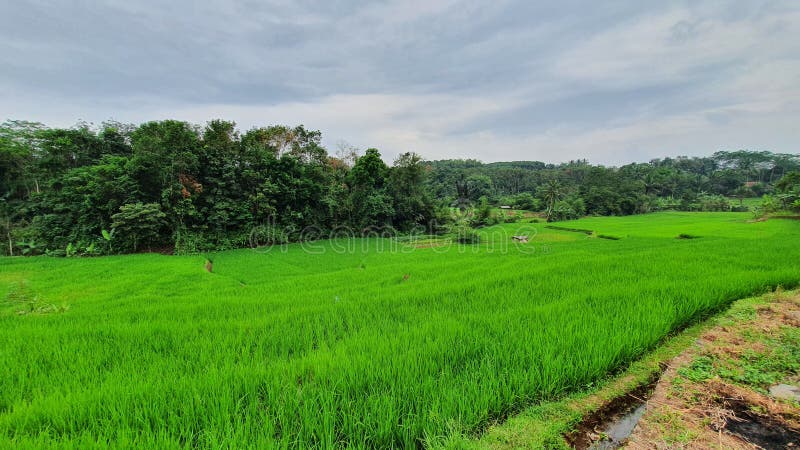 The Paddy field stock image. Image of land, looks, green - 265218389