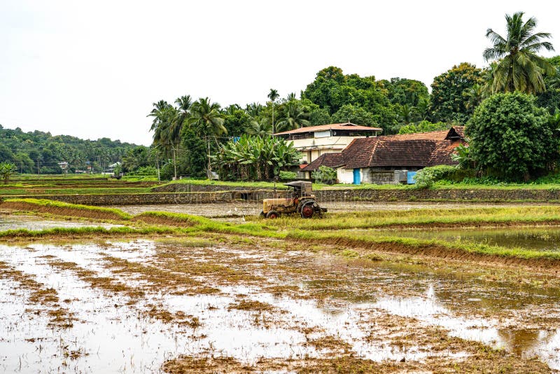 Paddy Field in Palakkad Kerala India Stock Image - Image of palakkad ...
