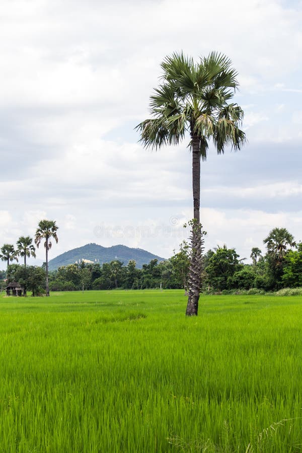 Paddy Field Parm Tree Thailand Stock Photos - Free & Royalty-Free Stock ...