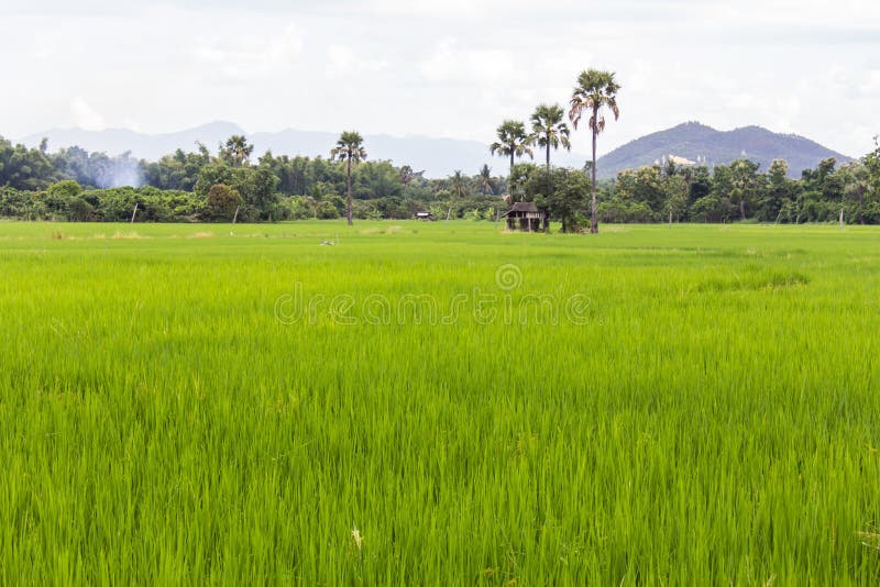 Paddy Field with Parm Tree in Thailand Stock Photo - Image of ...