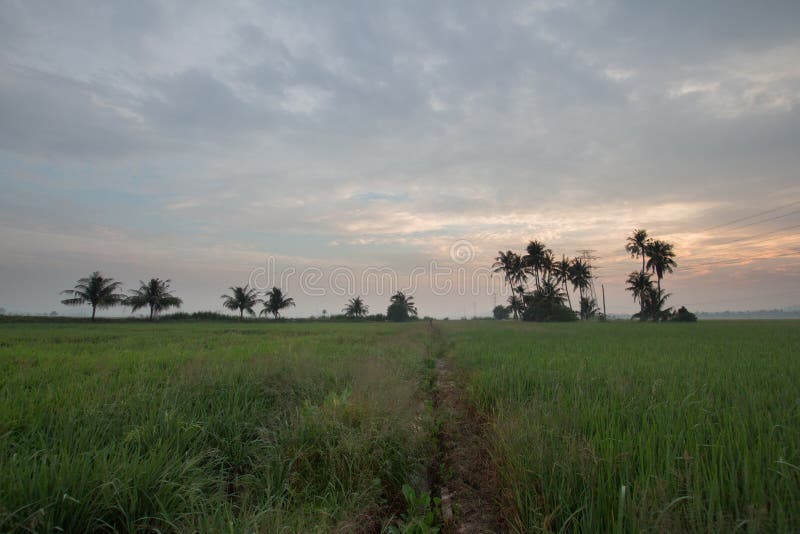 Paddy Field with Coconut Tree. Stock Photo - Image of pinang, tourism ...