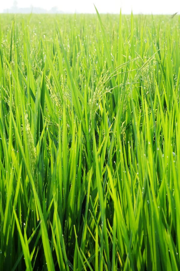 Paddy Field Patterns stock photo. Image of countryside - 69983550