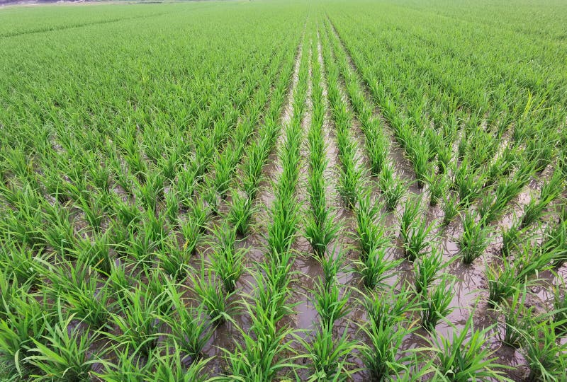 Paddy Field, Paddy Plants Growth in the Field Stock Image - Image of ...