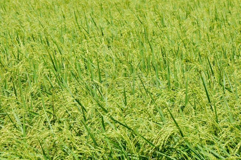 Paddy field stock image. Image of grain, fresh, plantation - 38616199