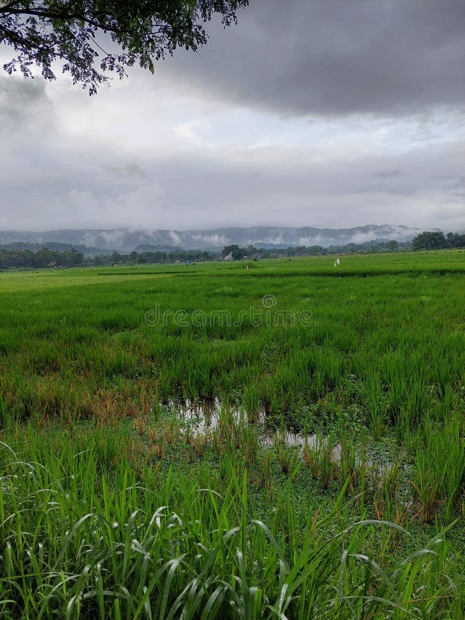 Paddy field after the rain stock image. Image of rain - 261832397