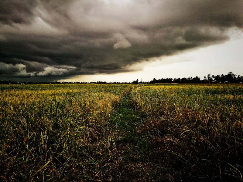 Gloomy day stock image. Image of rainy, gloomy, field - 100104253