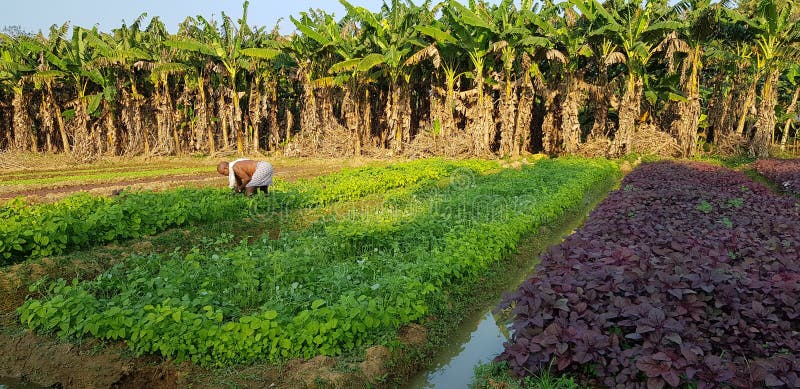 Paddy Field with Red and Green Palka Plant Editorial Photography ...
