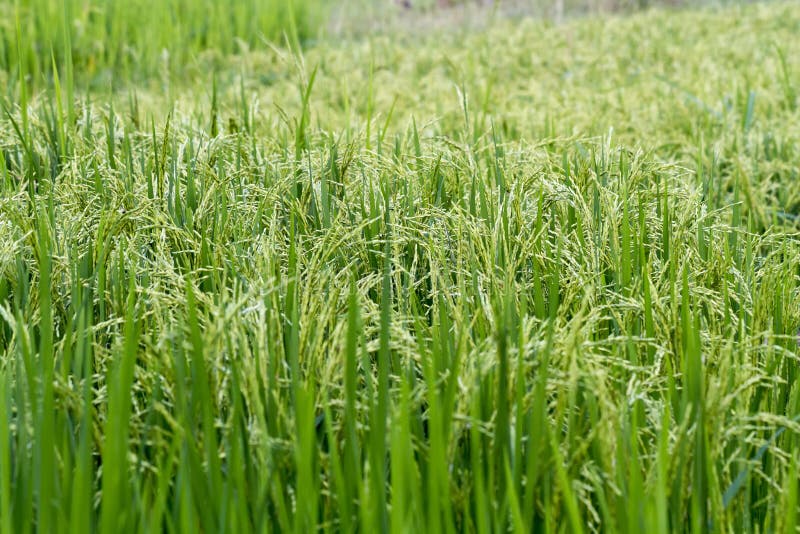 Big Basmati Rice in a Grocery Store in India Stock Photo - Image of ...