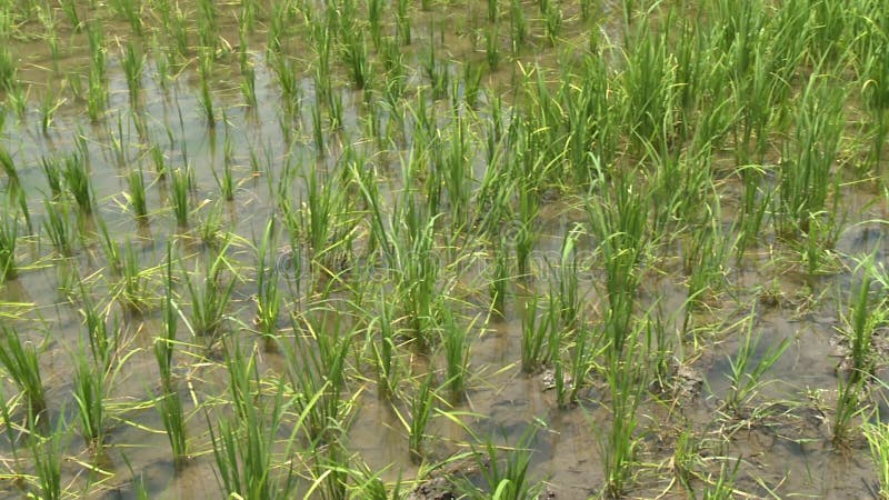 Paddy Field Rice Cultivation Stock Footage - Video of cereal, natural ...