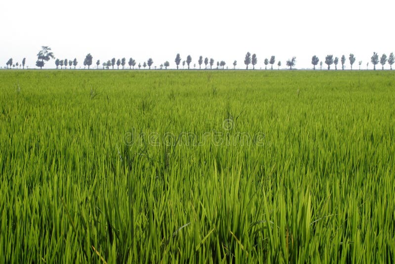 Paddy Field stock image. Image of paddy, ripe, plant - 32416693