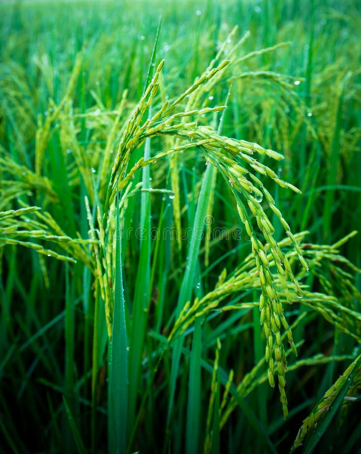 Paddy field stock photo. Image of fresh, romantic, relax - 96147016