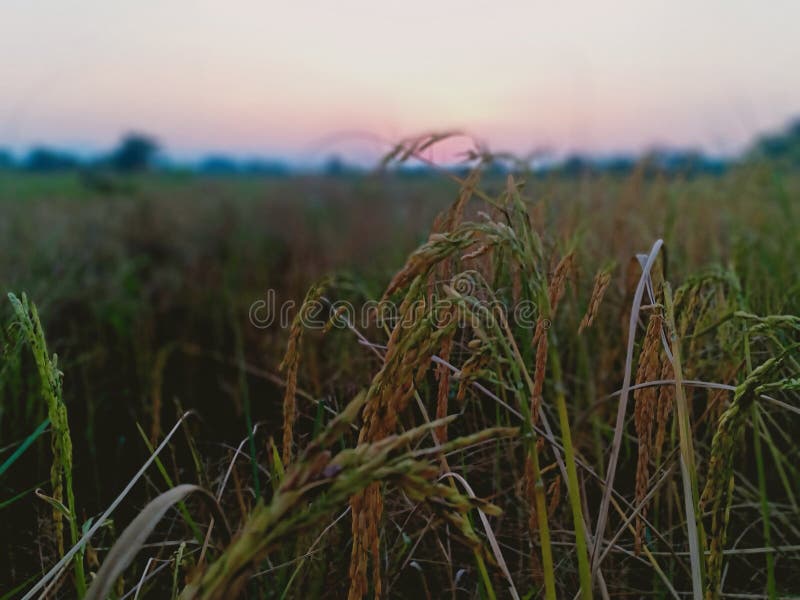 Paddy Field Rice Farming stock photo. Image of meadow - 258623986