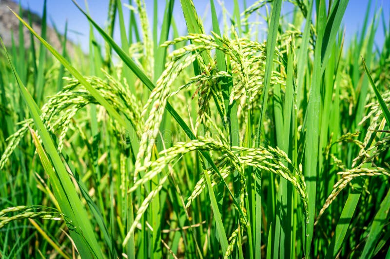 2,007 Rice Hanging Stock Photos - Free & Royalty-Free Stock Photos from ...