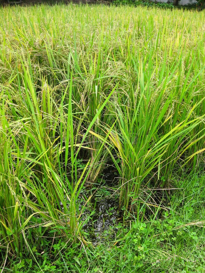 Paddy rice field stock image. Image of green, rice, cereal - 100744183