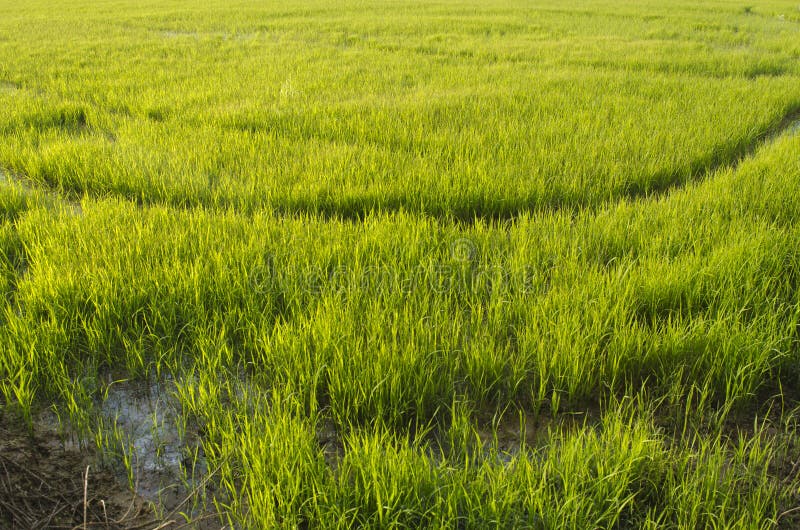 Paddy field stock photo. Image of exuberant, rawfood - 61073848