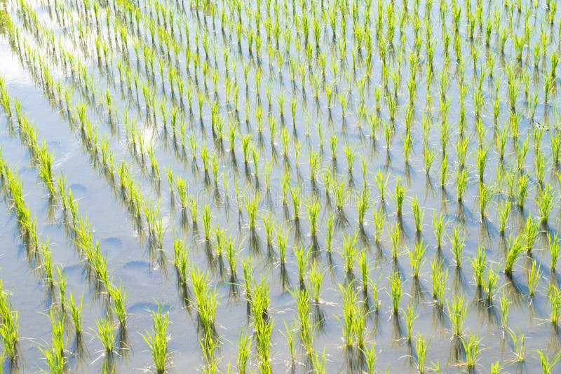 Paddy Field of Rice Planting Later Stock Image - Image of farmland ...