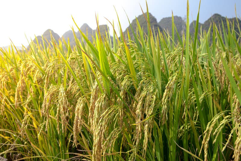 Paddy field,rice stock image. Image of field, green, hold - 43007235