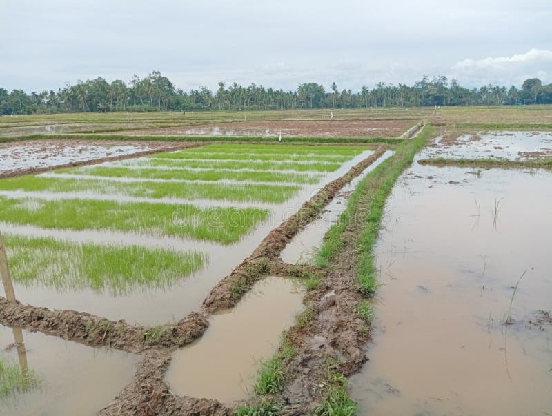 Paddy Field with Rows of Young Rice Plants and Water Stock Photo ...