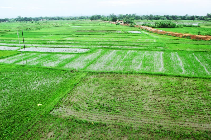 Paddy field at rural area stock image. Image of grass - 152457855