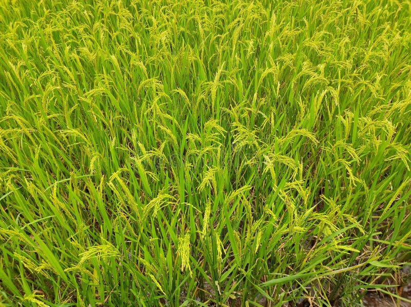 Paddy Field with Paddy in Rural India Stock Image - Image of pasture ...
