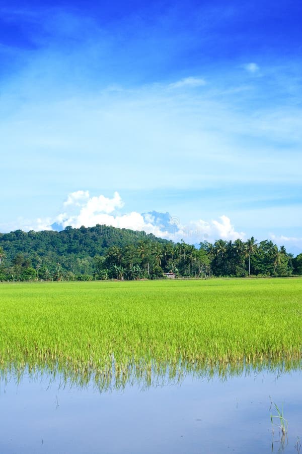 Paddy field of Sabah stock photo. Image of background - 19000044