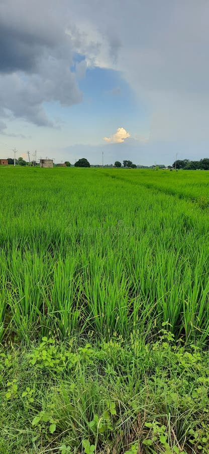 Paddy Field Scene.Mesmerizing Scene. Redness Visible from the Cloud ...